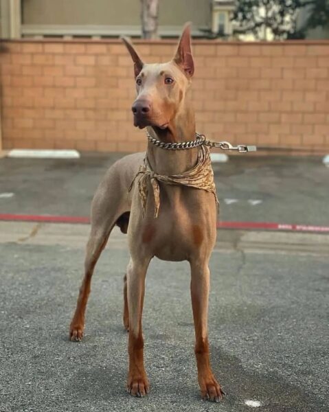 Fawn Doberman: Info, Pictures, Facts & History | Hepper Pet Resources