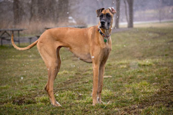 17 Long-Legged Dog Breeds (With Info & Pictures) | Hepper Pet Resources