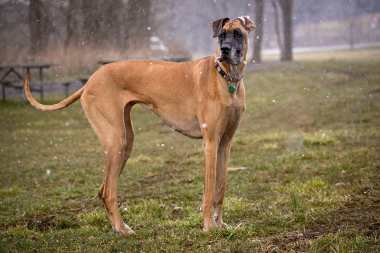 24 Quiet Dog Breeds That Don’t Bark Too Much (With Info & Pictures ...