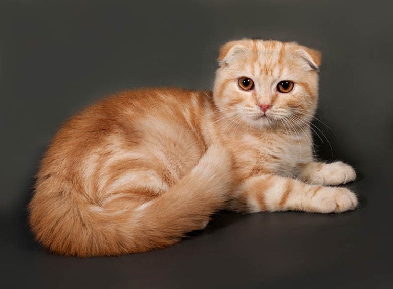 15 Cats With Curly Tails (With Info & Pictures) | Hepper Pet Resources