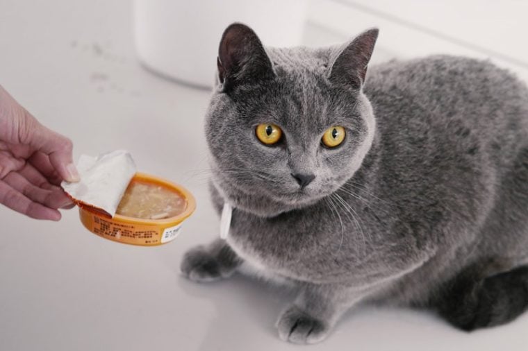 How to Help Your Cat Gain Weight - 6 Vet-Reviewed Ideas | Hepper Pet ...