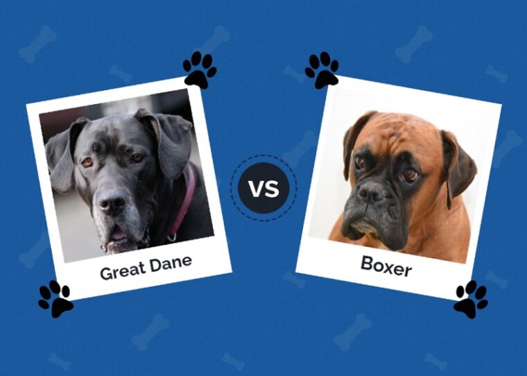 Great Dane vs Boxer: The Main Differences (With Pictures) | Hepper Pet ...