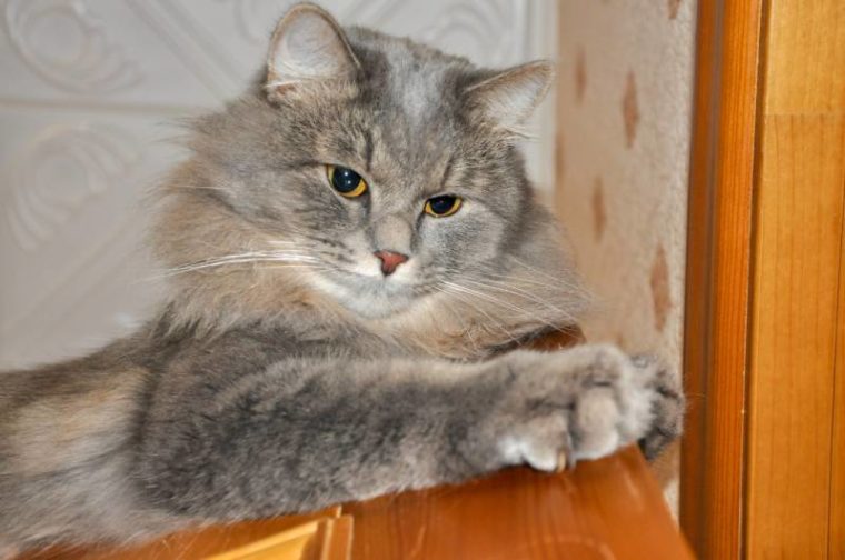 Why Do Cats Need a Routine? The 5 Surprising Benefits | Hepper Pet ...