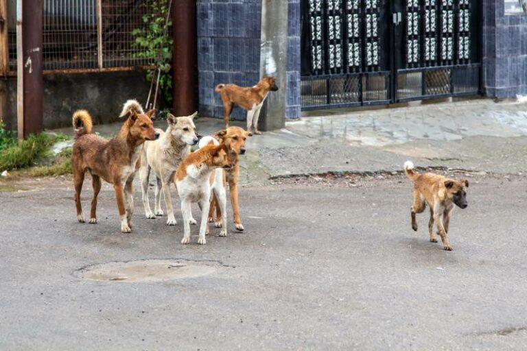 Can You Feed Stray Dogs? Our Vet Explains the Risks | Hepper Pet Resources