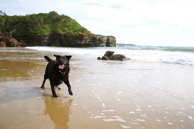 11 Outstanding Dog-Friendly Beaches in Rhode Island in 2025 | Hepper ...