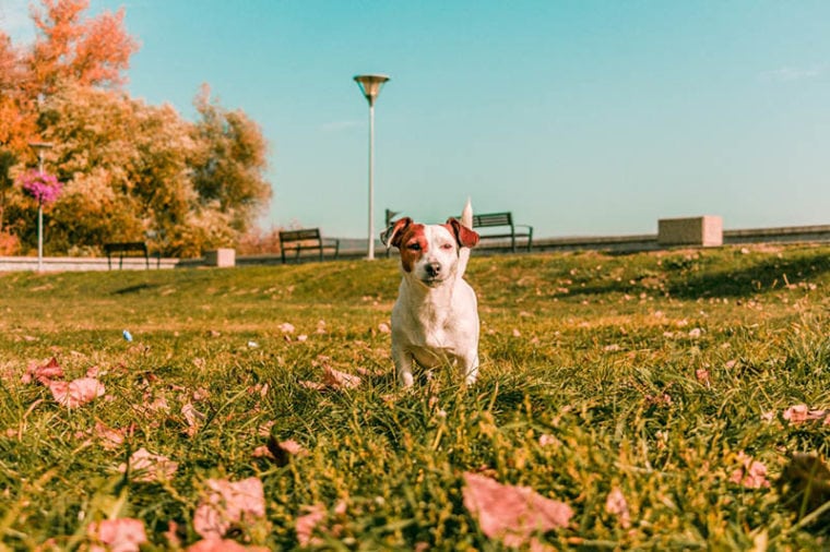 11 Small Dog Breeds For Hiking (With Info & Pictures) | Hepper Pet ...