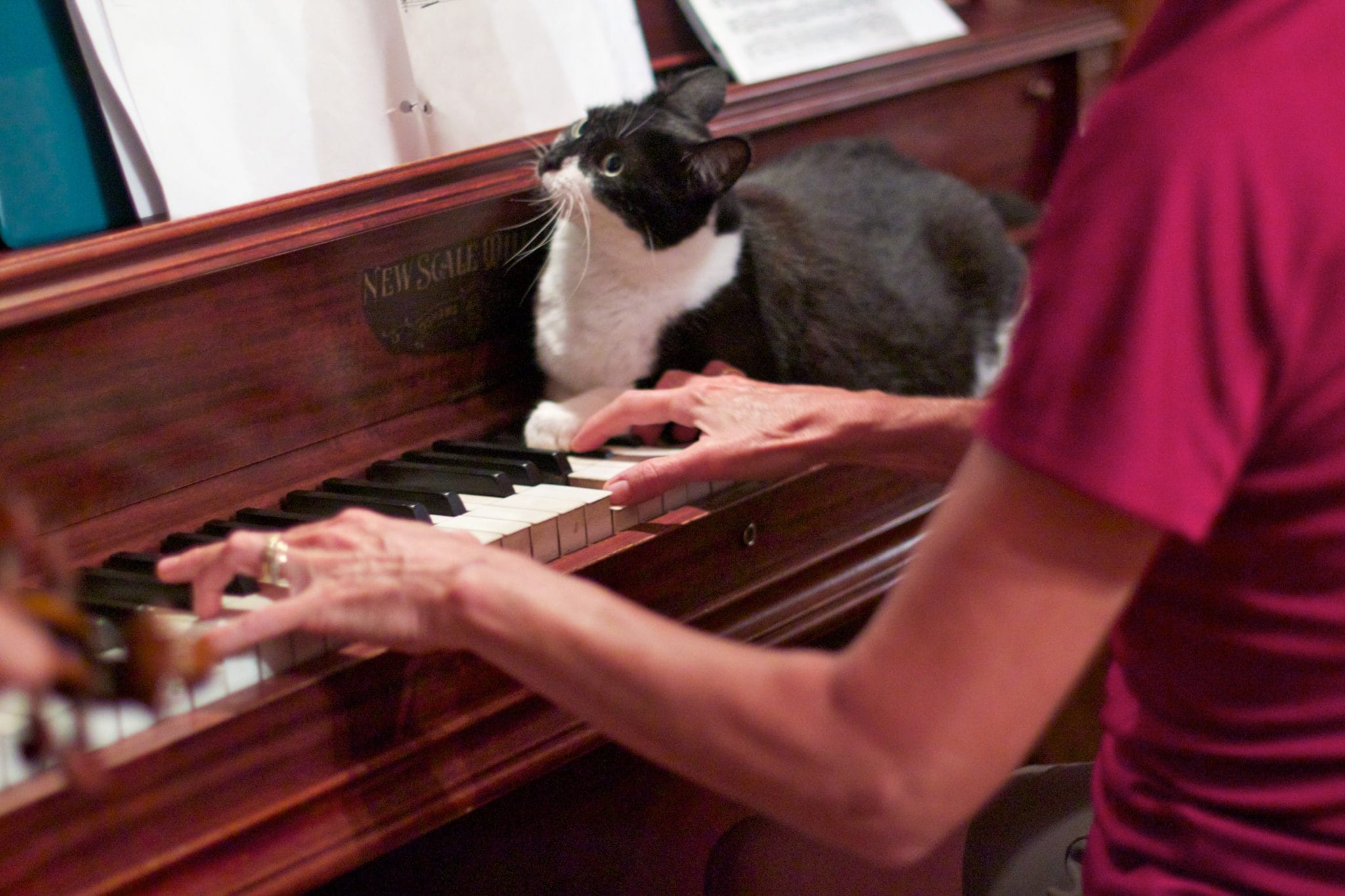 Is Loud Music Bad for Cats? Vet-Approved Facts & Care Guide | Hepper ...