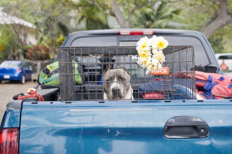 5 DIY Truck Bed Dog Kennels You Can Make Today (With Pictures) | Hepper ...