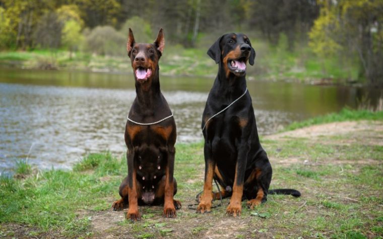 Are Dobermans Good With Other Dogs? Vet-Verified Facts | Hepper Pet ...