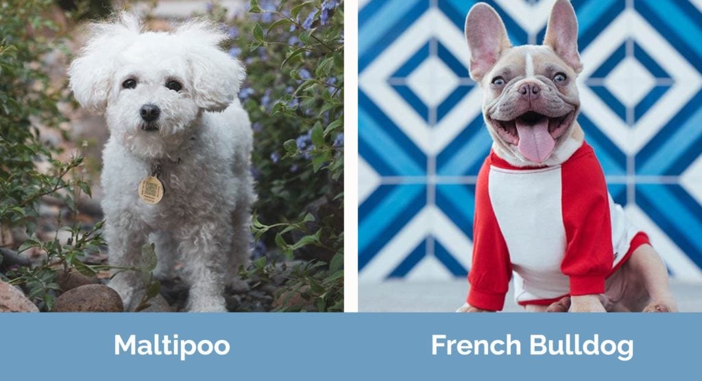 Maltipoo vs French Bulldog: The Differences (With Pictures) | Hepper ...