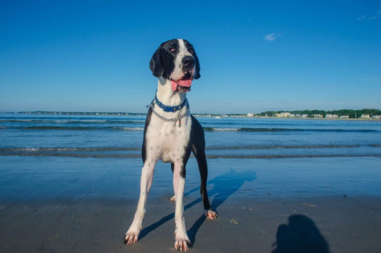 Mantle Great Dane: Facts, Origin & History (With Pictures) | Hepper Pet ...