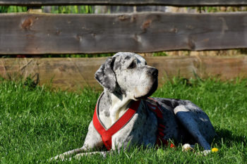 Merle Great Dane: Pictures, Facts, and History | Hepper Pet Resources