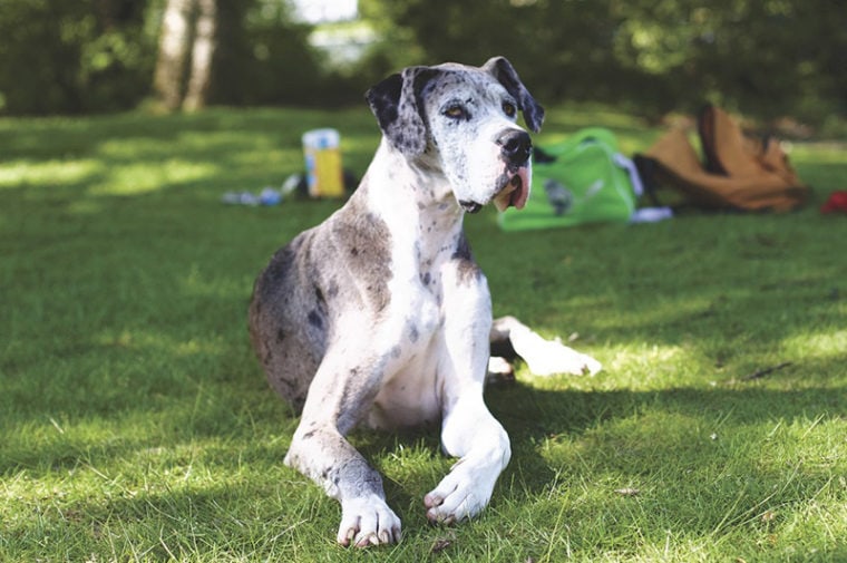 Merle Great Dane: Pictures, Facts, and History | Hepper Pet Resources