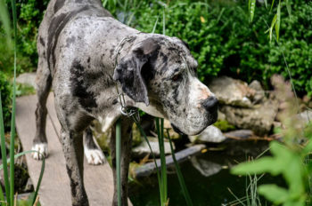 Merle Great Dane: Pictures, Facts, and History | Hepper Pet Resources
