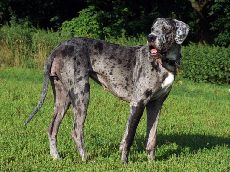 Merle Great Dane: Pictures, Facts, and History | Hepper Pet Resources