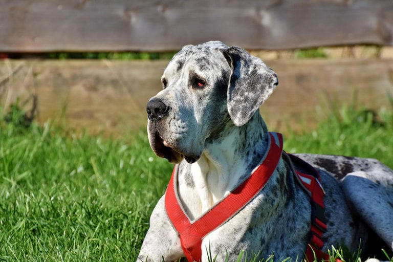 Merle Great Dane: Pictures, Facts, and History | Hepper Pet Resources
