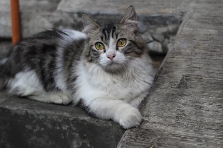 11 Great Indoor Cat Breeds (With Info & Pictures) | Hepper Pet Resources
