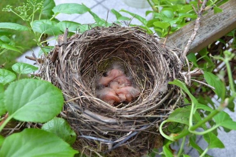 How to Protect Bird Nests from Cats (10 Tips & Tricks) | Hepper Pet Resources
