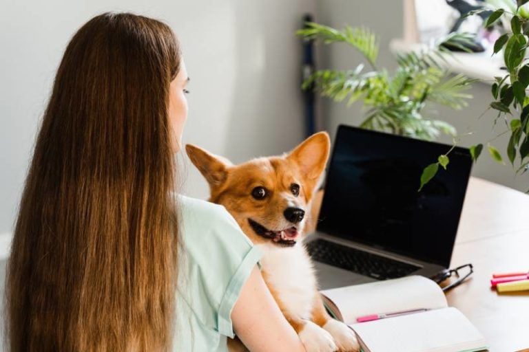 22 Dog Idioms and Sayings for Every Occasion (And Their Origins ...