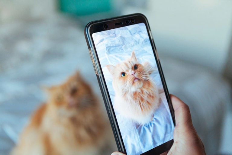 10 Cat Photography Ideas For Your Next Photoshoot (With Pictures ...