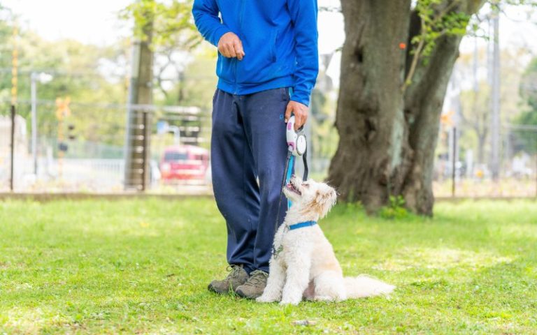 How to Teach a Dog to Stay in 7 Simple Steps | Hepper Pet Resources