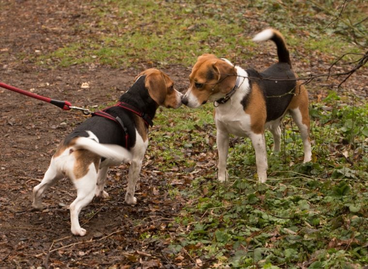 How to Train a Beagle to Hunt – 6 Effective Tips | Hepper Pet Resources