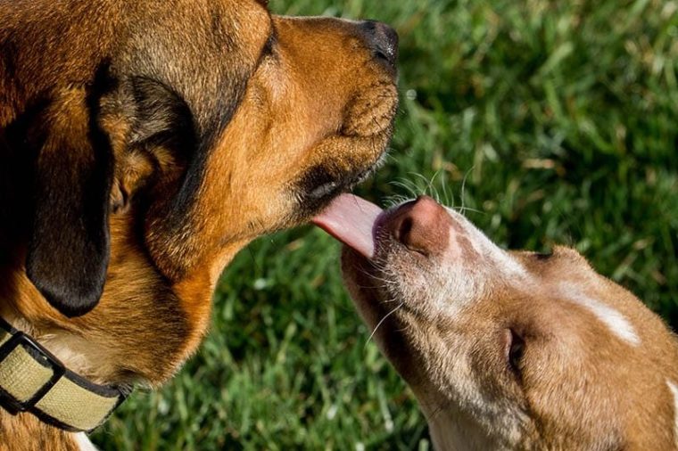 Why Dogs Lick Each Other's Mouths? 3 Vet Reviewed Reasons | Hepper Pet ...