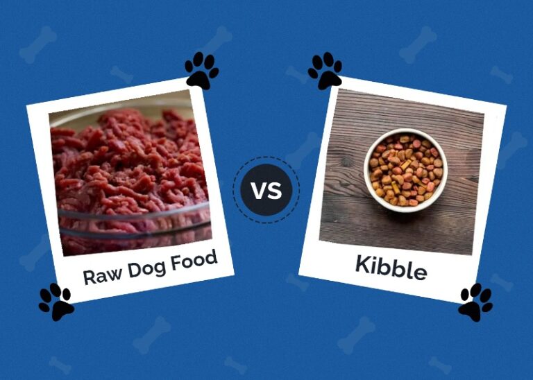 Raw Dog Food vs. Kibble: The Main Differences | Hepper Pet Resources