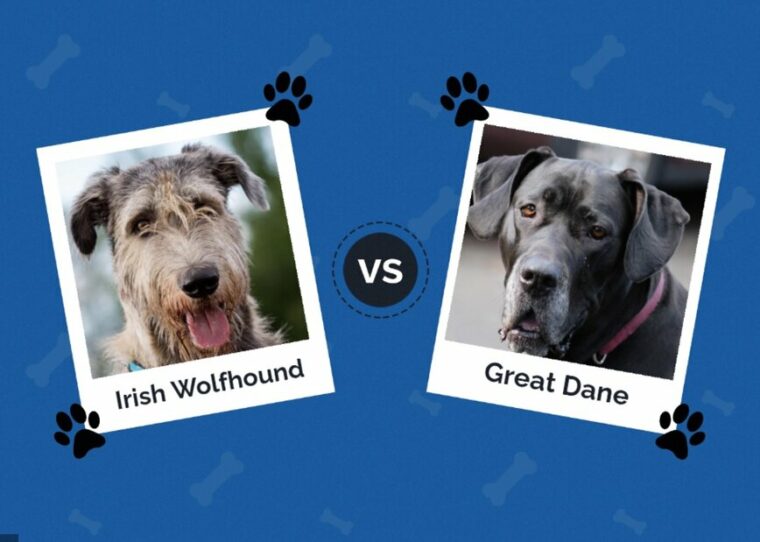 Irish Wolfhound vs Great Dane: The Differences (With Pictures) | Hepper ...