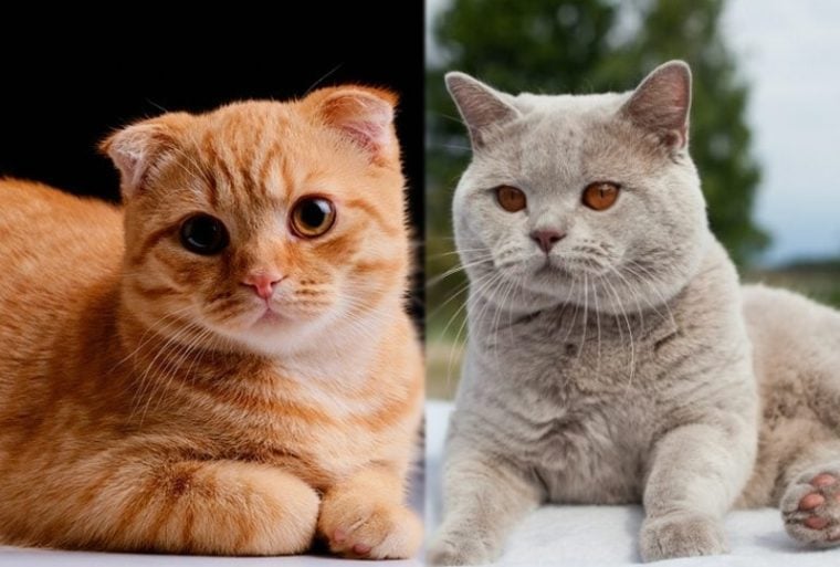 Scottish Fold British Shorthair Cat Mix: Care Guide, Pictures, Info ...