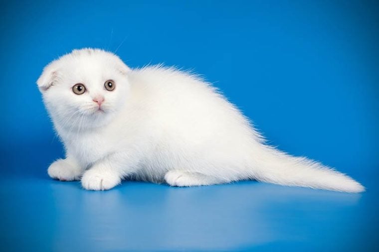 White Scottish Fold: Pictures, Facts, Origin & History | Hepper Pet ...