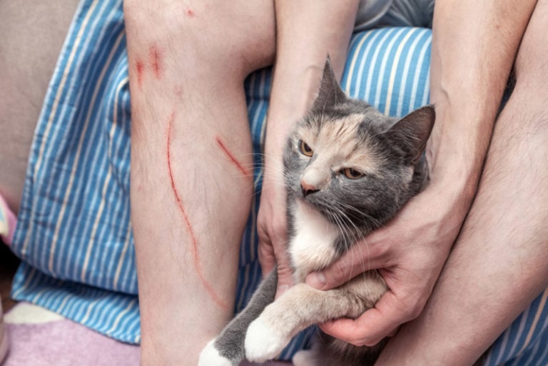How To Treat a Cat Scratch: 8 Vet Approved Tips | Hepper Pet Resources