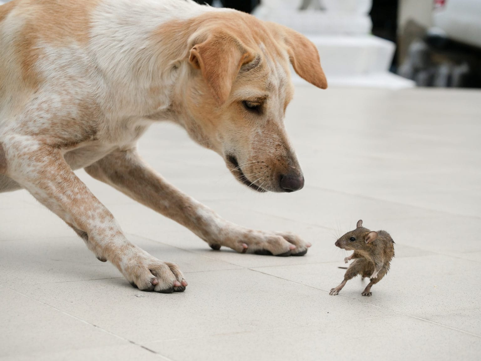 Prey Drive in Dogs: Understanding & Learning to Manage It | Hepper Pet ...