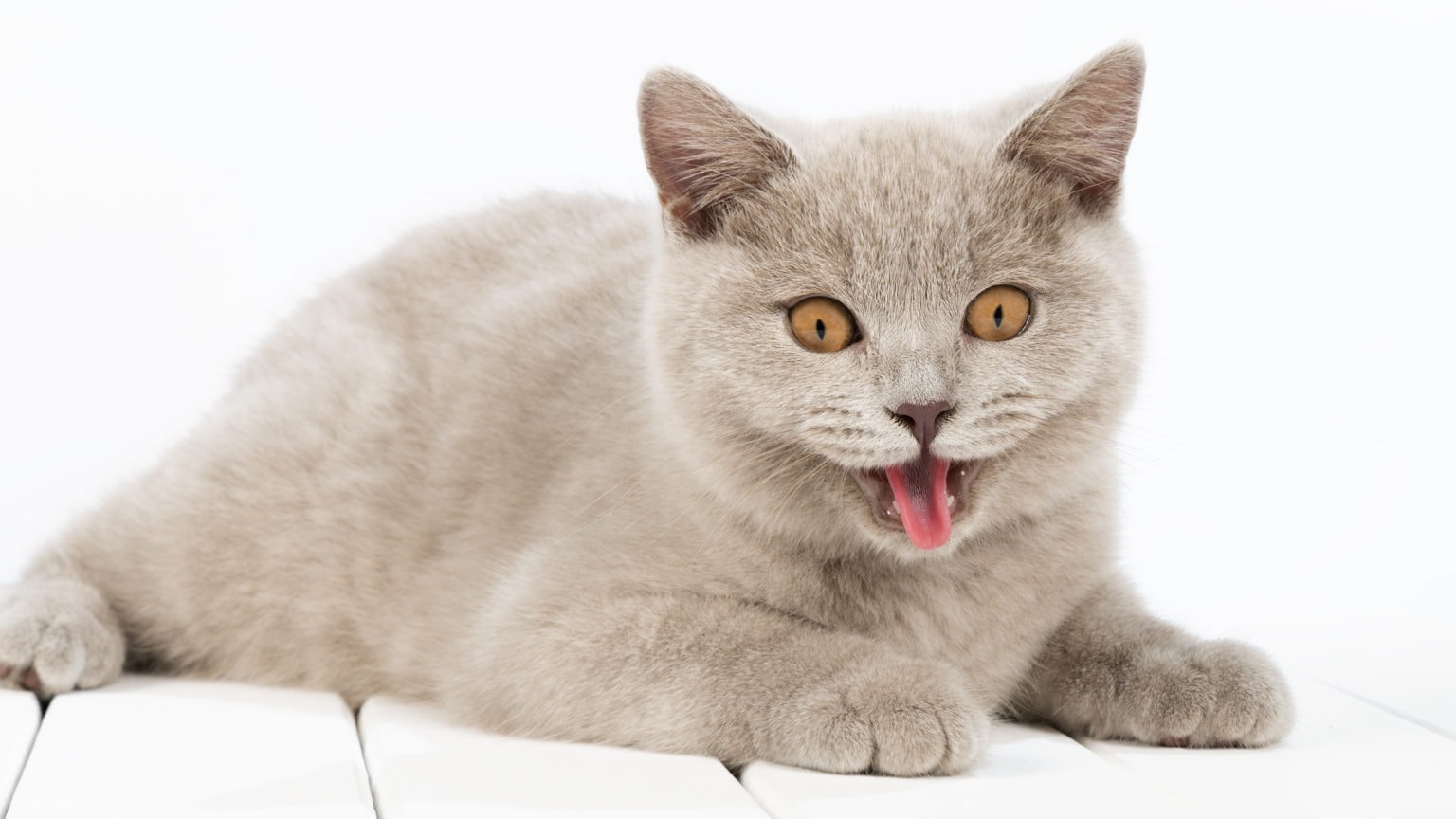 Why Is My Cat Panting After Playing? 5 Vet-Reviewed Reasons | Hepper ...