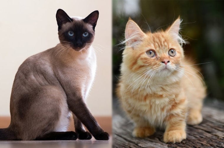 Siamese Munchkin Mix Breed Info: Pictures, Temperament & Traits ...