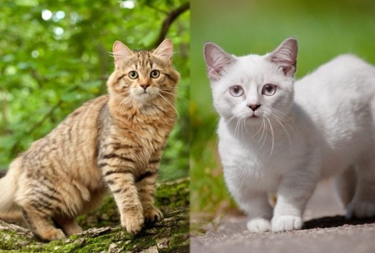 Siberian Munchkin Cat Mix: Care Guide, Pictures, Info & More | Hepper ...