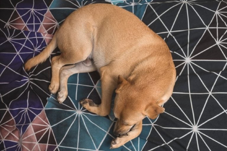 Chest Bone Deformities in Dogs: Our Vet Explains the Signs, Causes ...