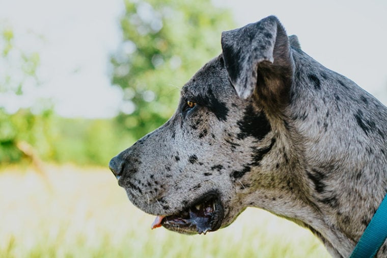 Merle Great Dane: Pictures, Facts, and History | Hepper Pet Resources