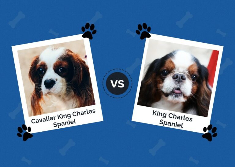 Cavalier King Charles Spaniel vs Cocker Spaniel: The Key Differences ...
