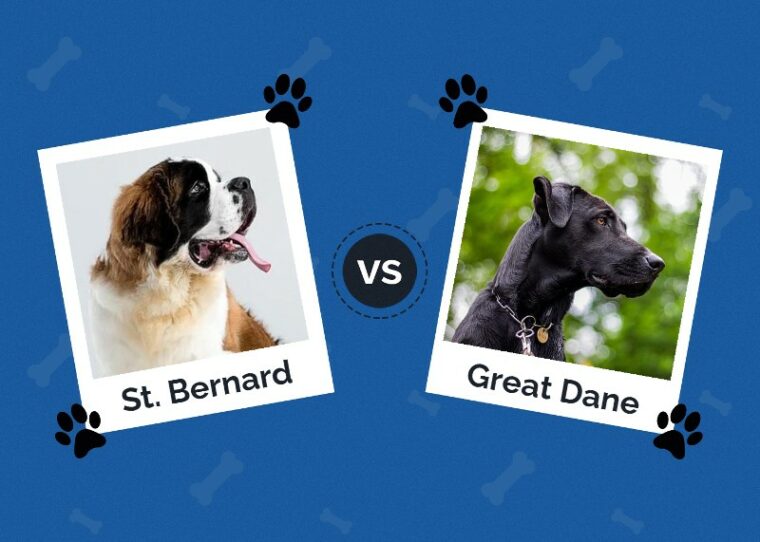 Saint Bernard vs Great Dane: The Key Differences (With Pictures ...
