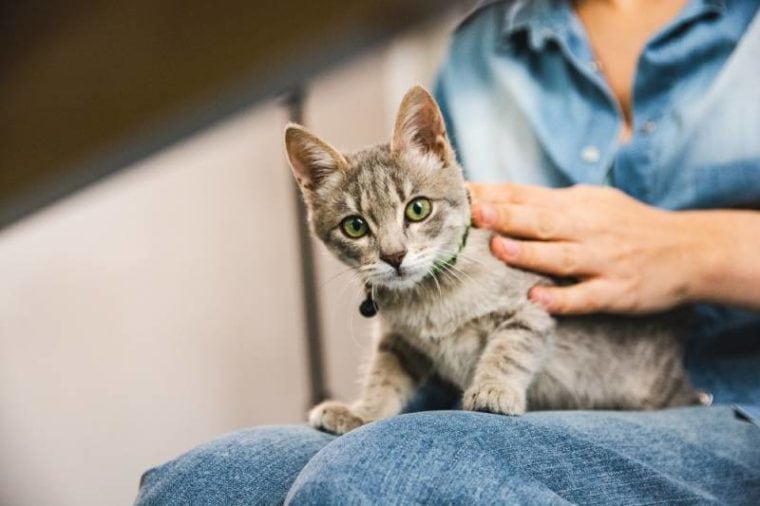 What Are Normal Cat Vital Signs? Vet Approved Tips On How Yo Measure ...