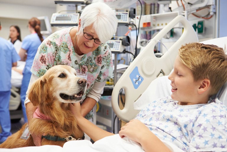 National Therapy Animal Day: When It Is & How Its Celebrated | Hepper ...