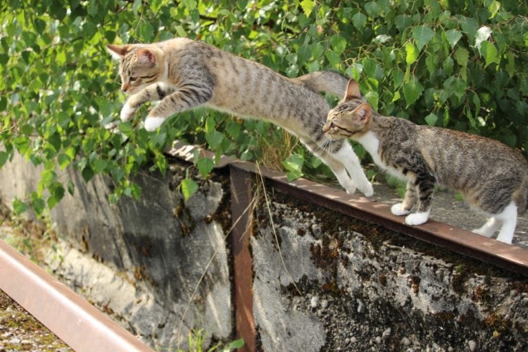 Why Your Cat Trills When They Jump: 5 Vet-Approved Reasons | Hepper Pet ...
