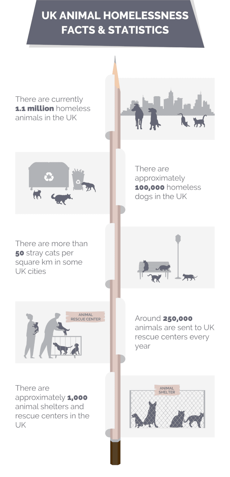 18 Shocking UK Animal Homelessness Statistics & Facts (Updated in 2025 ...