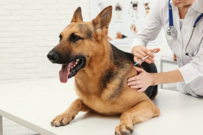 Pulmonary Hypertension in Dogs: Our Vet Explains Signs, Causes & Care ...