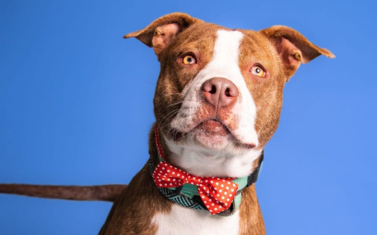 5 DIY Dog Bows You Can Make Today (With Pictures) | Hepper Pet Resources
