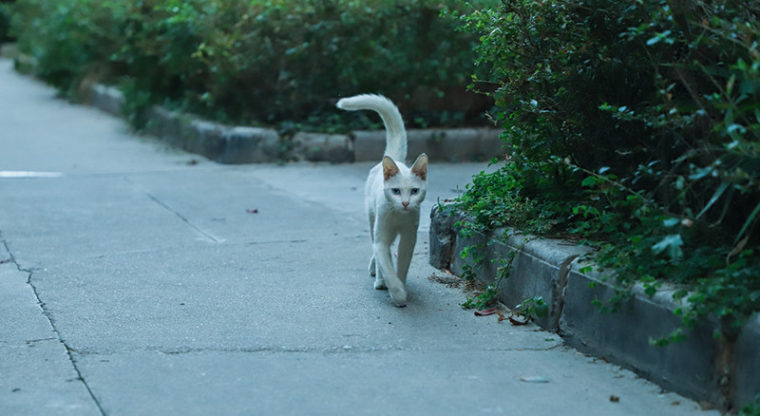 Cat Tail Language: Vet-Approved Guide to What Your Cat Is Telling You ...