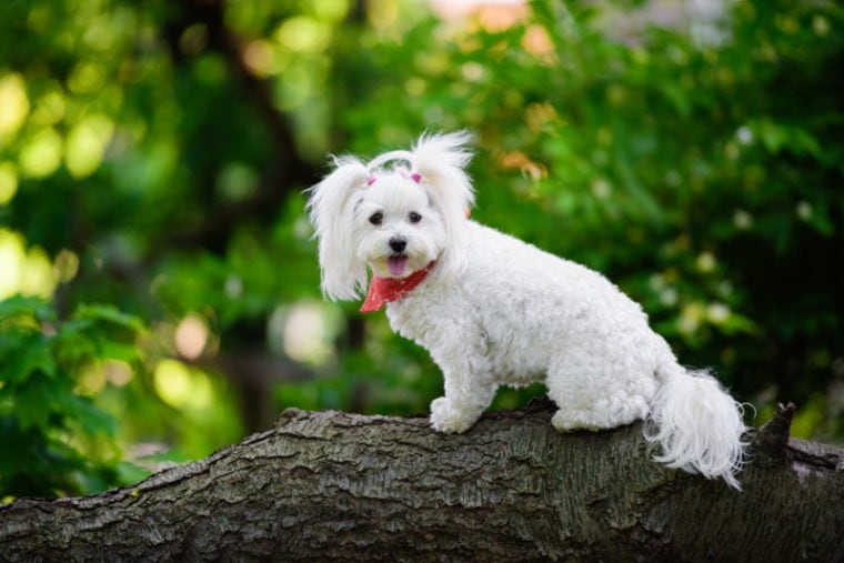 Maltipoo Colors: 4 Common & 2 Rare Ones (With Pictures) | Hepper Pet ...