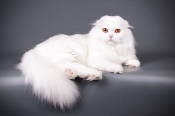 Scottish Fold Colors - 20 Common and Rare Varieties (With Pictures ...