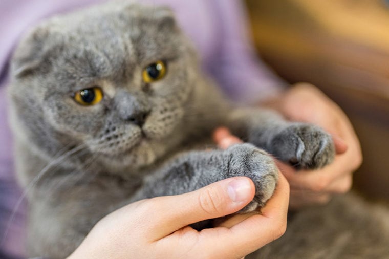 What Is a Cat’s Paw Pad Made Of? Vet-Reviewed Explanation & Facts ...